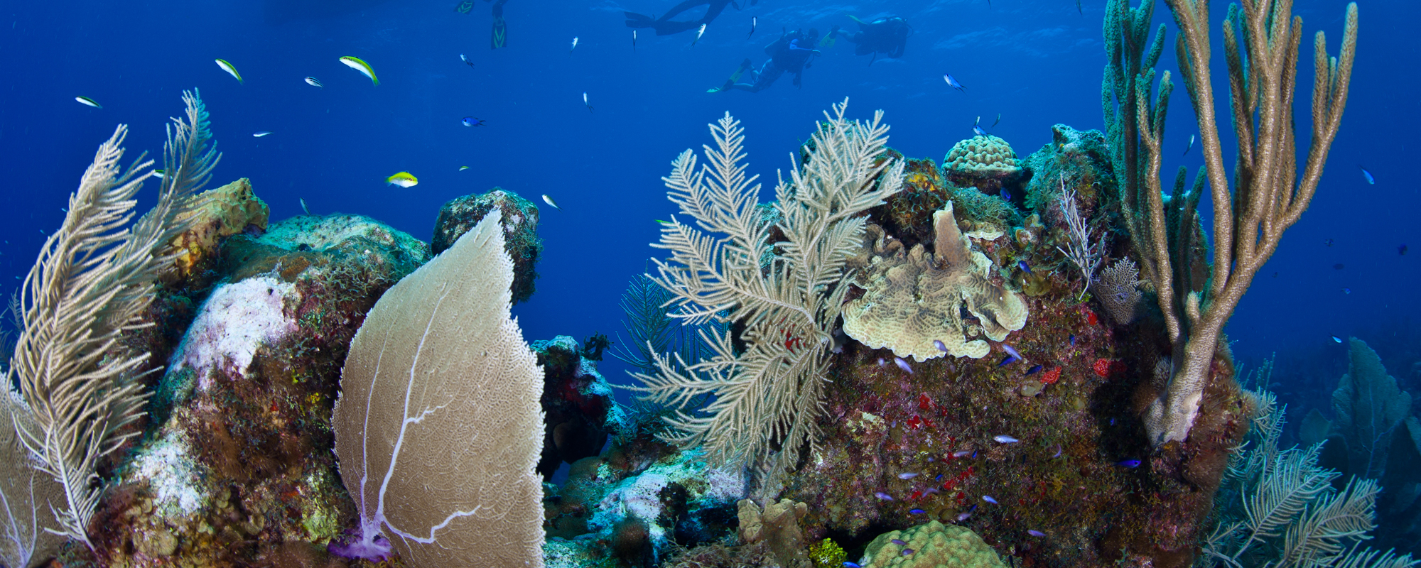 Cayman Islands Fish