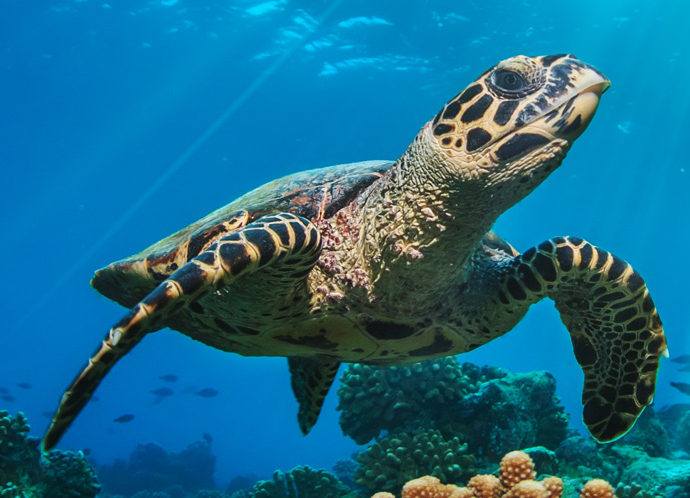 Our guide to the middle of the Indian Ocean, the Maldives | Black Tomato