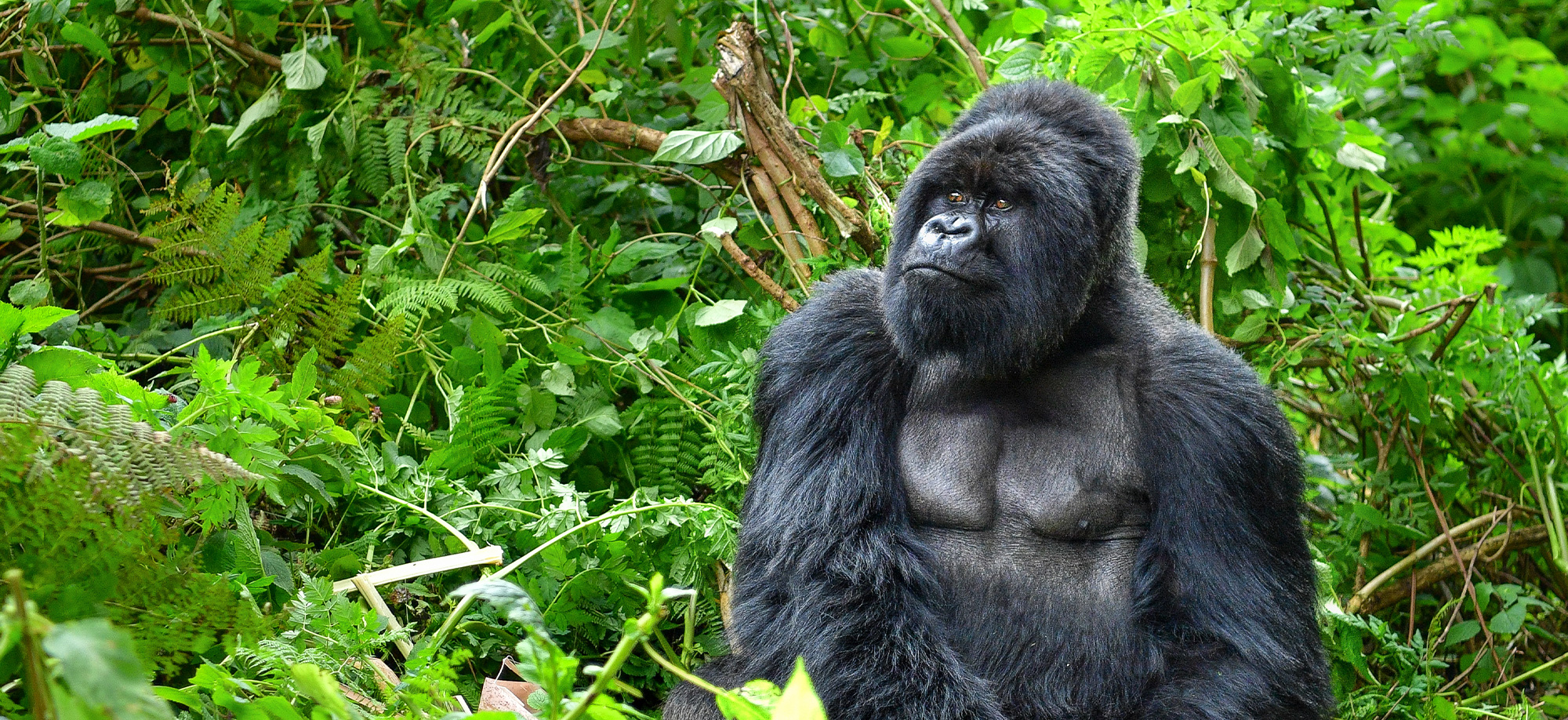 Journeys to Come: meet the mountain gorillas of Rwanda | Black Tomato